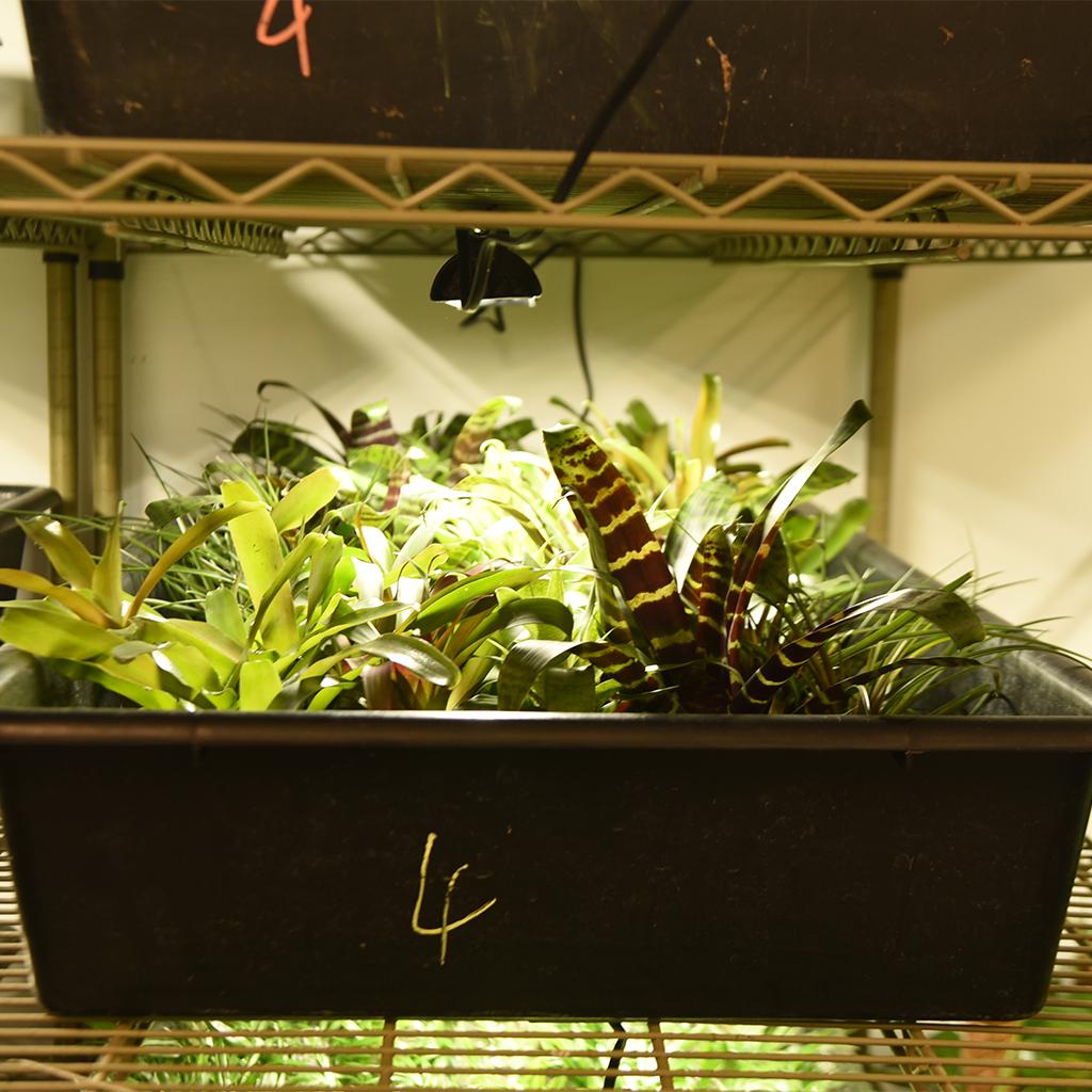 How to maintain live plants instore