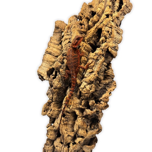 Darken Red Monster Blood Line Bearded Dragon | Monkfield Reptile