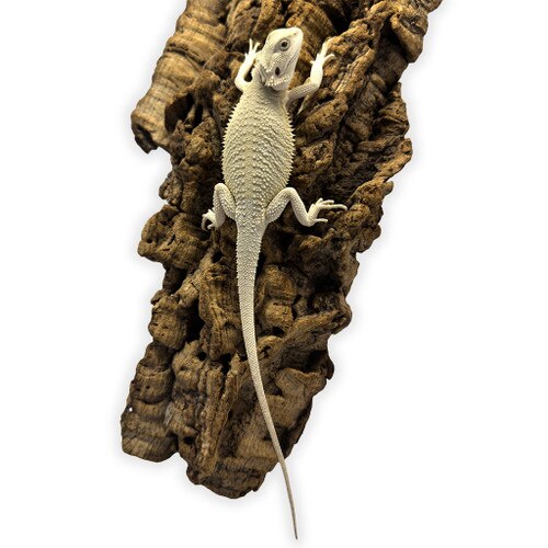 Snow Zero Bearded Dragon | Monkfield Reptile