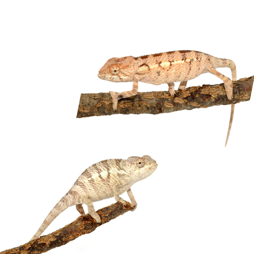 Pair Blue Bar Ambilobe Panther Chameleons | Monkfield Reptile