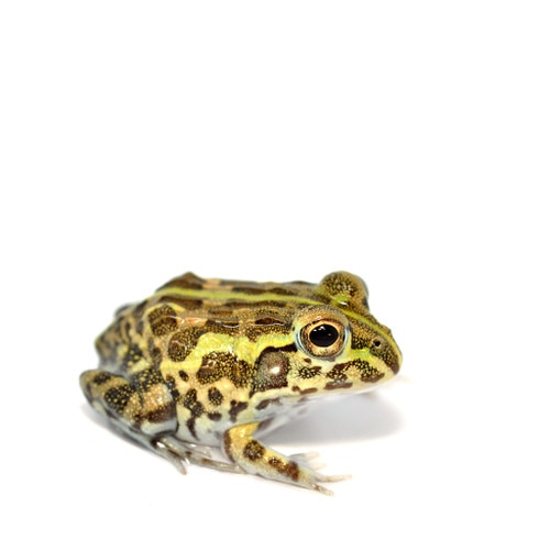 Pixie Frog | Monfield Reptile