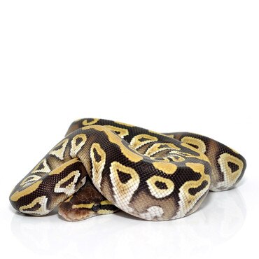 Livestock | Monkfield Reptile