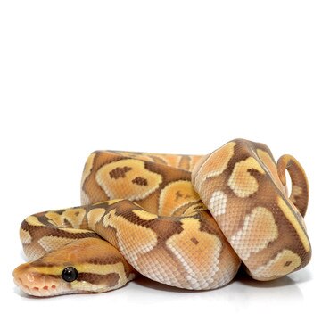 Livestock | Monkfield Reptile