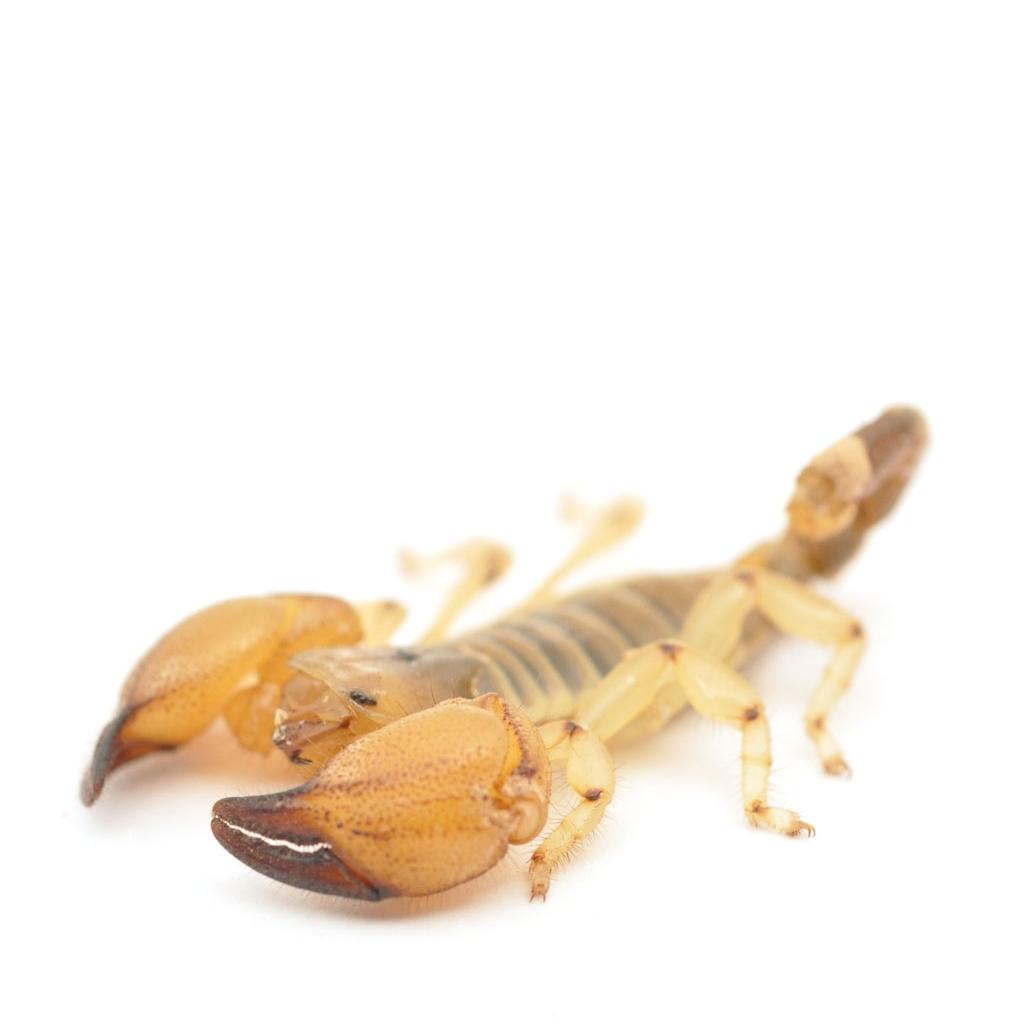 Gold Scorpions