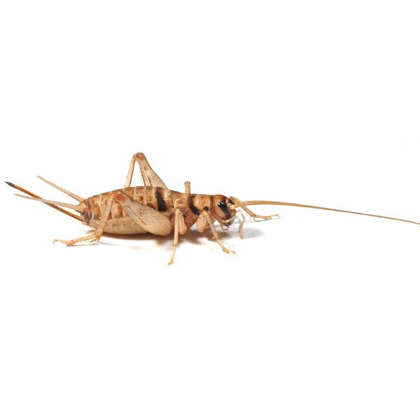Monkfield Banded Brown Crickets | Monkfield Reptile