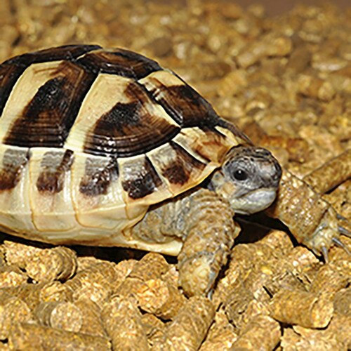 HabiStat Repti-Turf | Monkfield Reptile