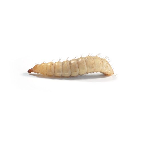 Monkfield Calci Worms, 50g Pot | Monkfield Reptile