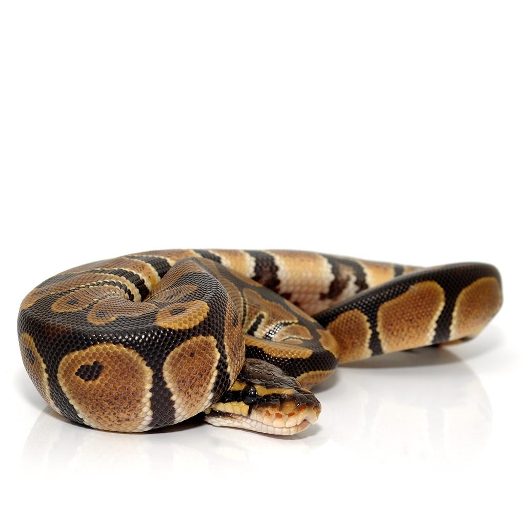 Royal Python Equipment List