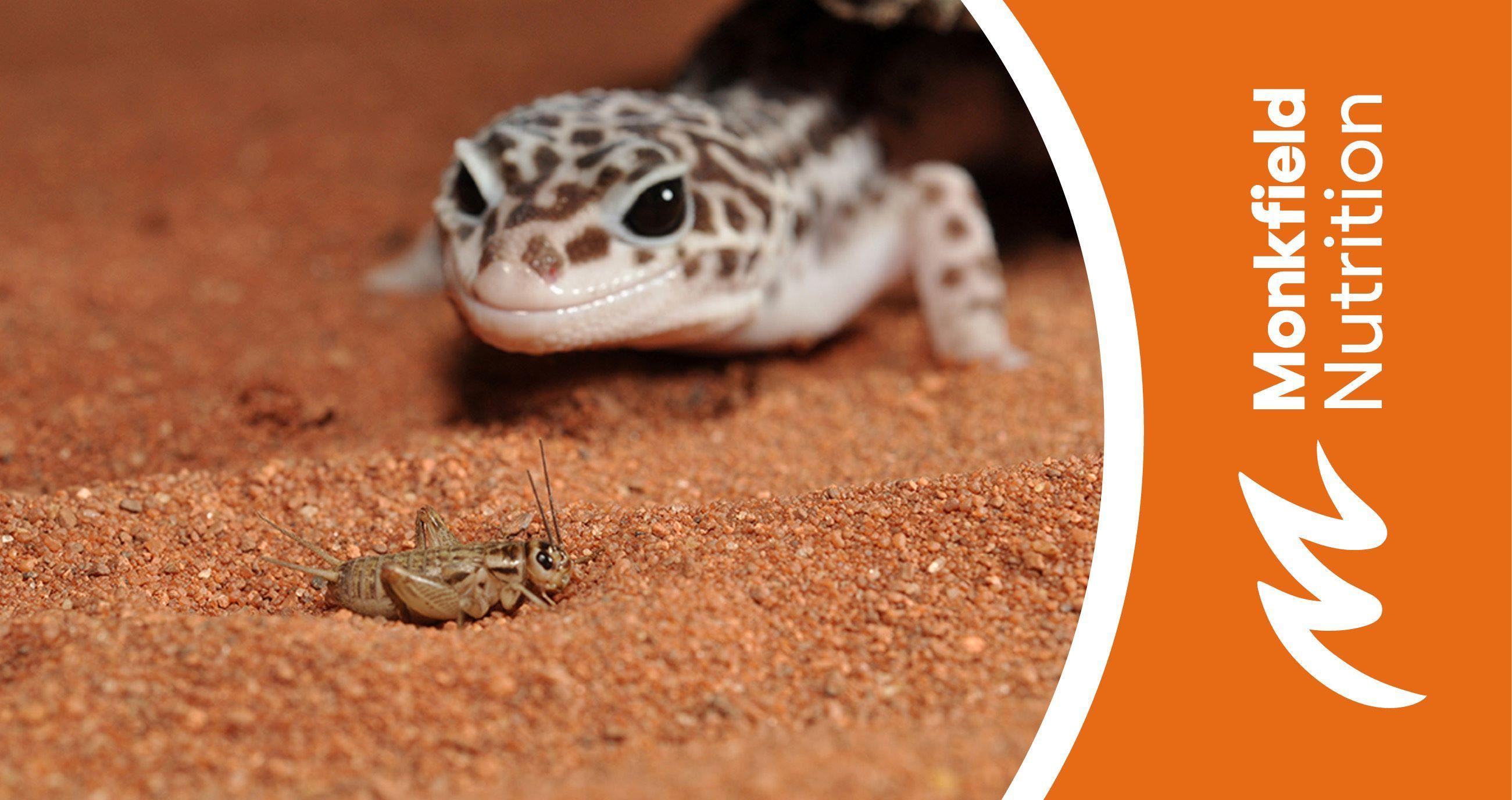 Monkfield Reptile | Reptile and Livefood Wholesaler